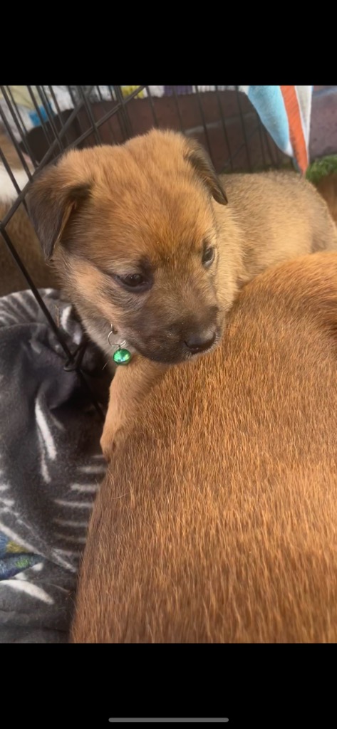 Wombat - Medium Male Mixed Breed Mix Dog in WA - PetRescue