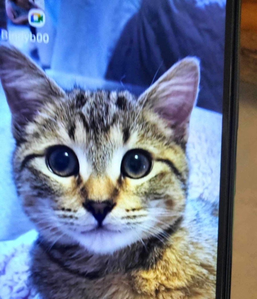 Meelo - Male Domestic Short Hair Mix Cat in QLD - PetRescue