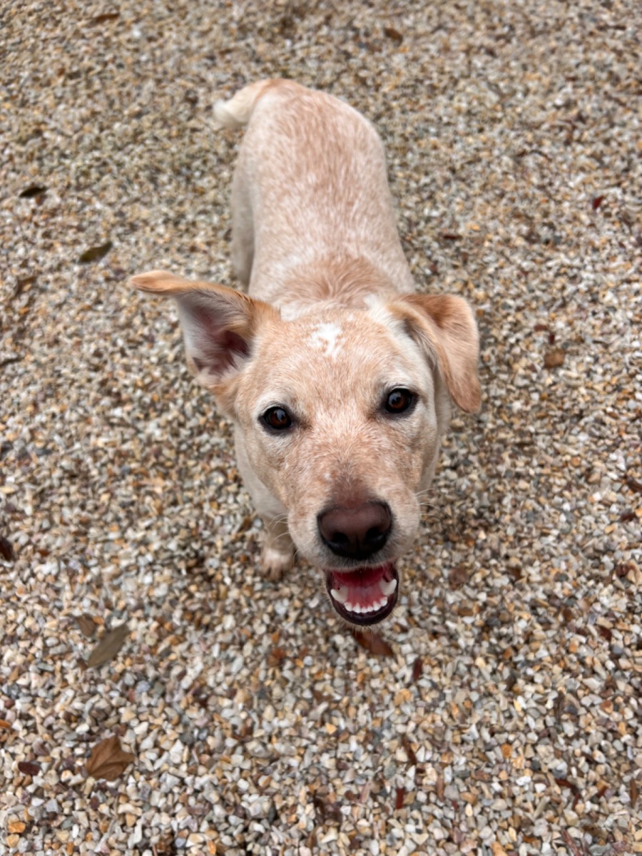 Summer - Medium Female Labrador x Australian Cattle Dog Mix Dog in NSW ...