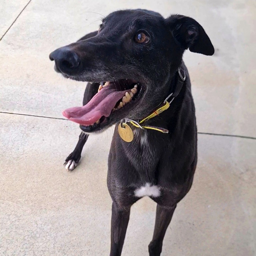 Dembe - Large Male Greyhound Mix Dog in VIC - PetRescue