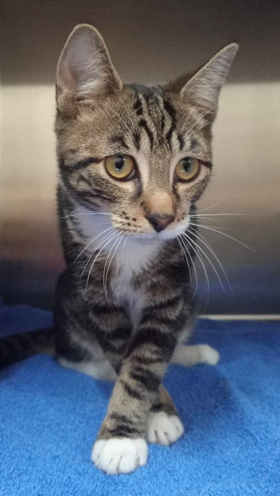 Crumble - Female Domestic Short Hair Cat in QLD - PetRescue