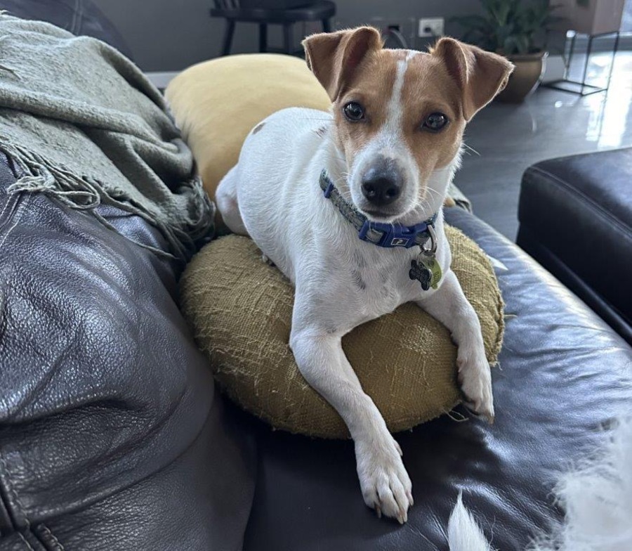 Kevin Jablonski - Small Male Jack Russell Terrier Mix Dog in VIC ...