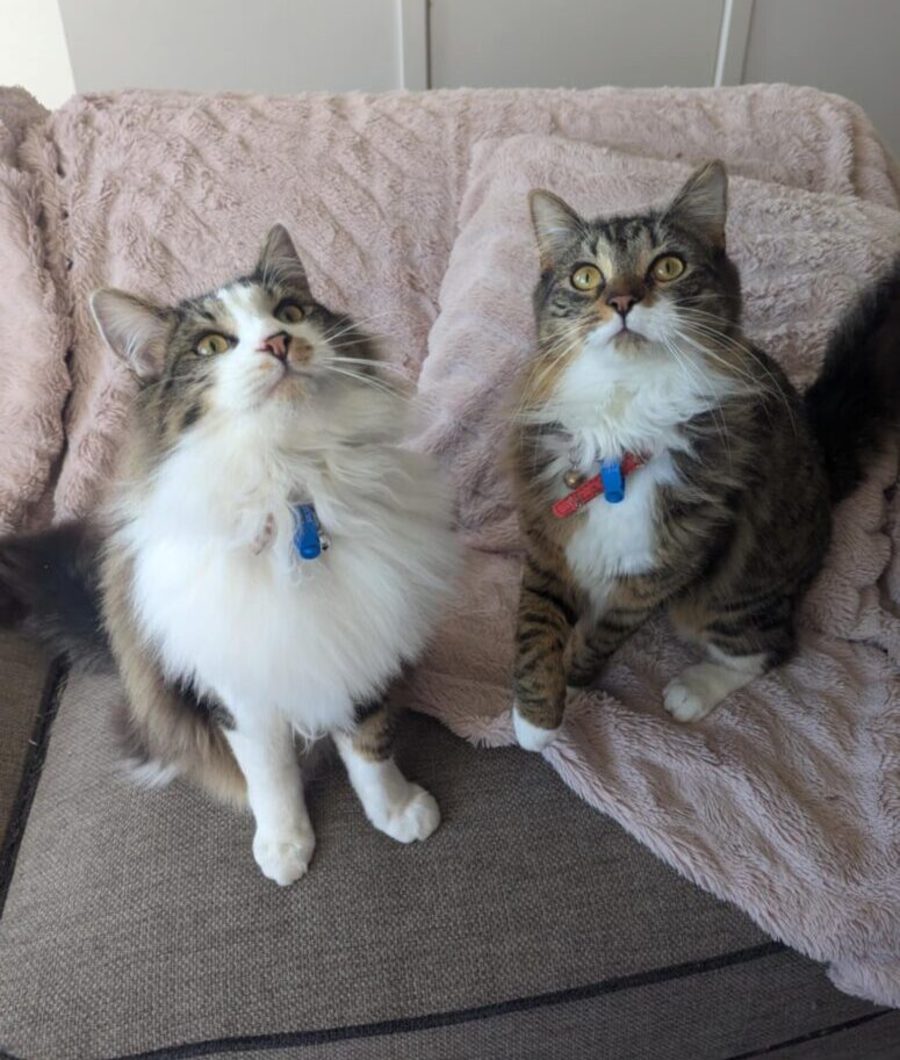 Boris & Rishi - Male Domestic Short Hair Cat in VIC - PetRescue