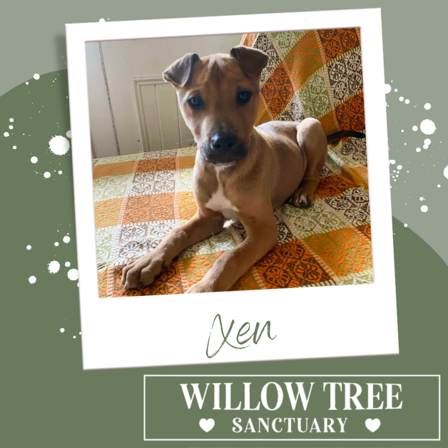 Xen - Medium Male Shar-Pei Mix Dog in NSW - PetRescue