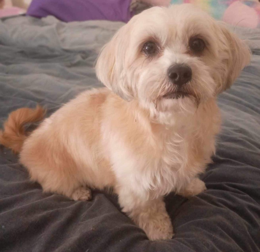 Indy - Small Female Maltese x Bichon Frise Mix Dog in QLD - PetRescue