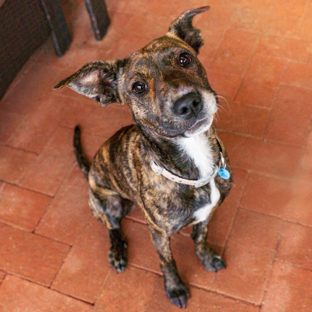 Eris - Medium Female Mixed Breed Dog in WA - PetRescue