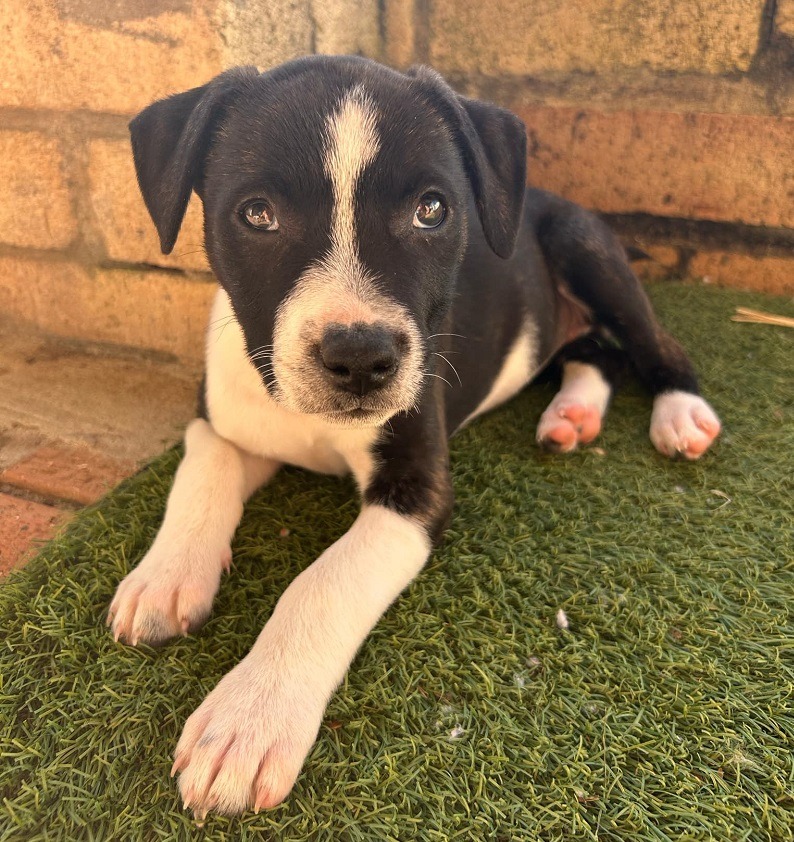 Mabel - Medium Female Beagle x Mixed Breed Mix Dog in WA - PetRescue