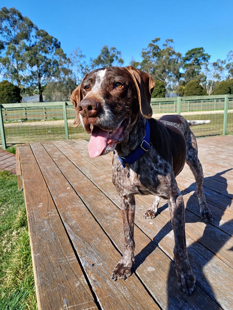 Shilo - Medium Female German Shorthaired Pointer Mix Dog in VIC - PetRescue