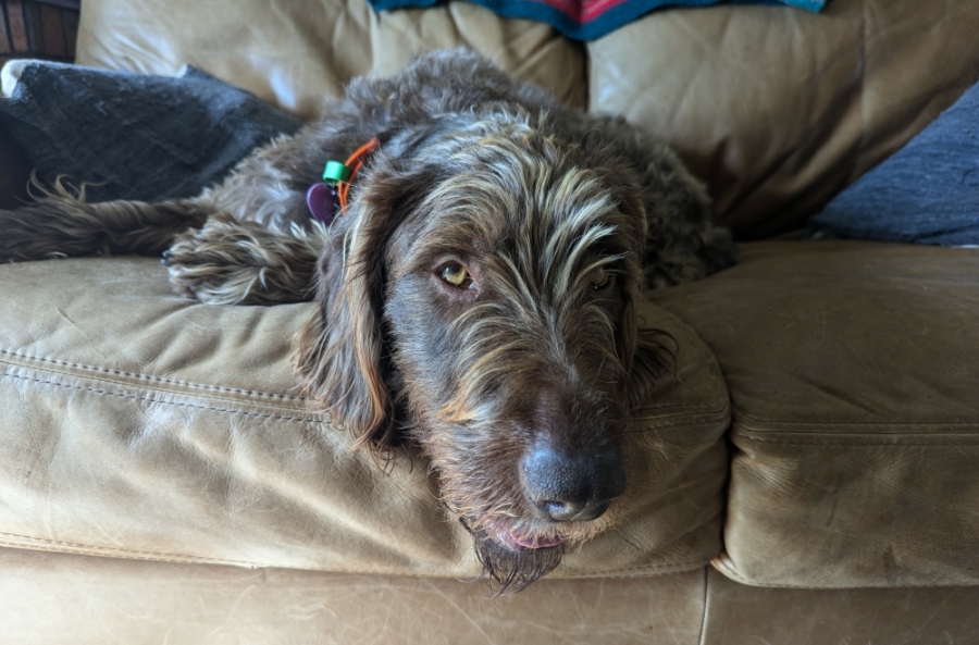 Zia - Medium Female German Wirehaired Pointer Dog in NSW - PetRescue