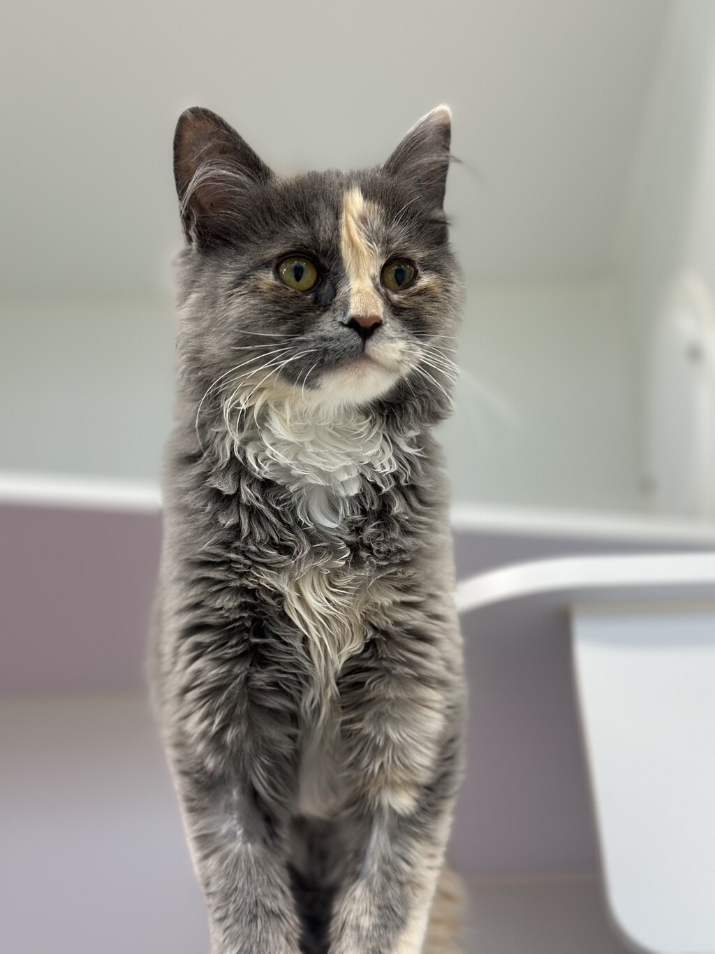 Midge - Female Domestic Longhair Cat in VIC - PetRescue