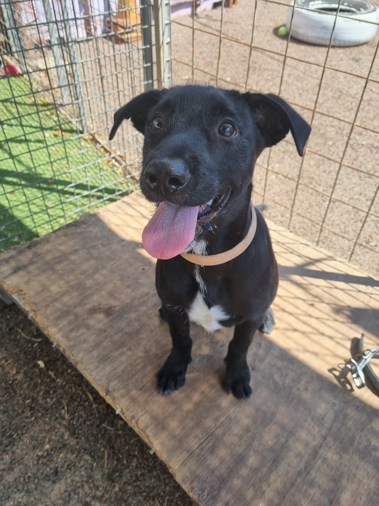 Cosmo - Medium Male Mixed Breed Dog in NT - PetRescue