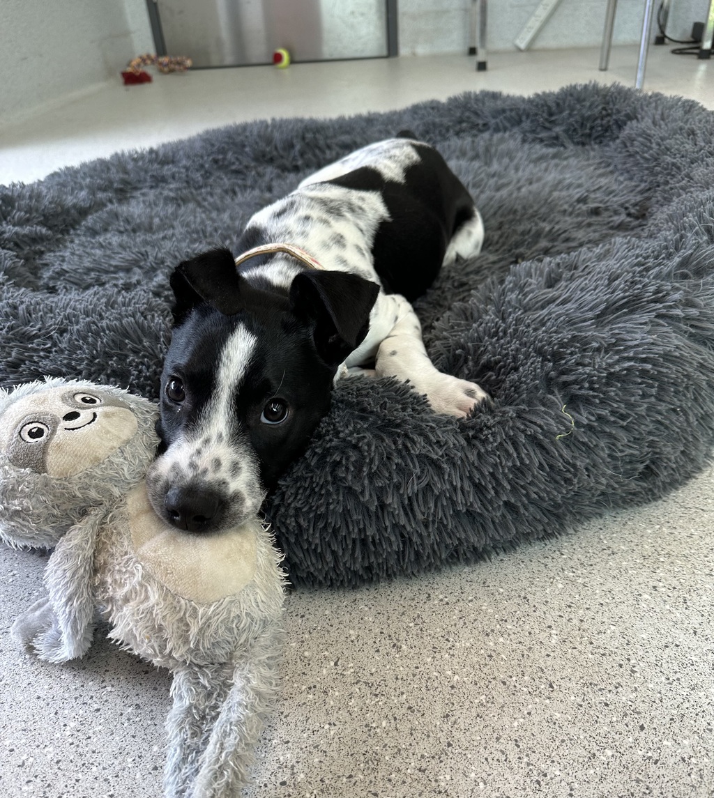 Tex - Small Male Australian Stumpy Tail Cattle Dog x Border Collie Mix ...