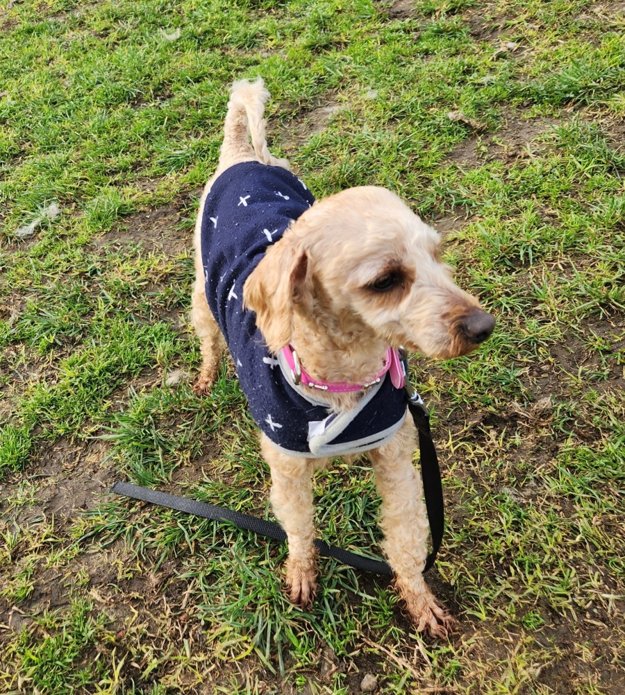 Milo (63798) - Small Male Poodle Dog in VIC - PetRescue