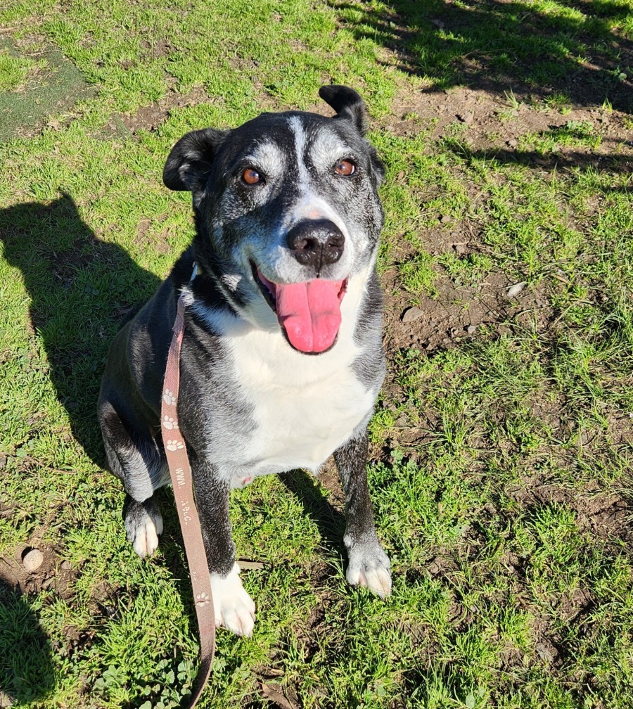 Carma (63892) - Large Male Border Collie Mix Dog in VIC - PetRescue