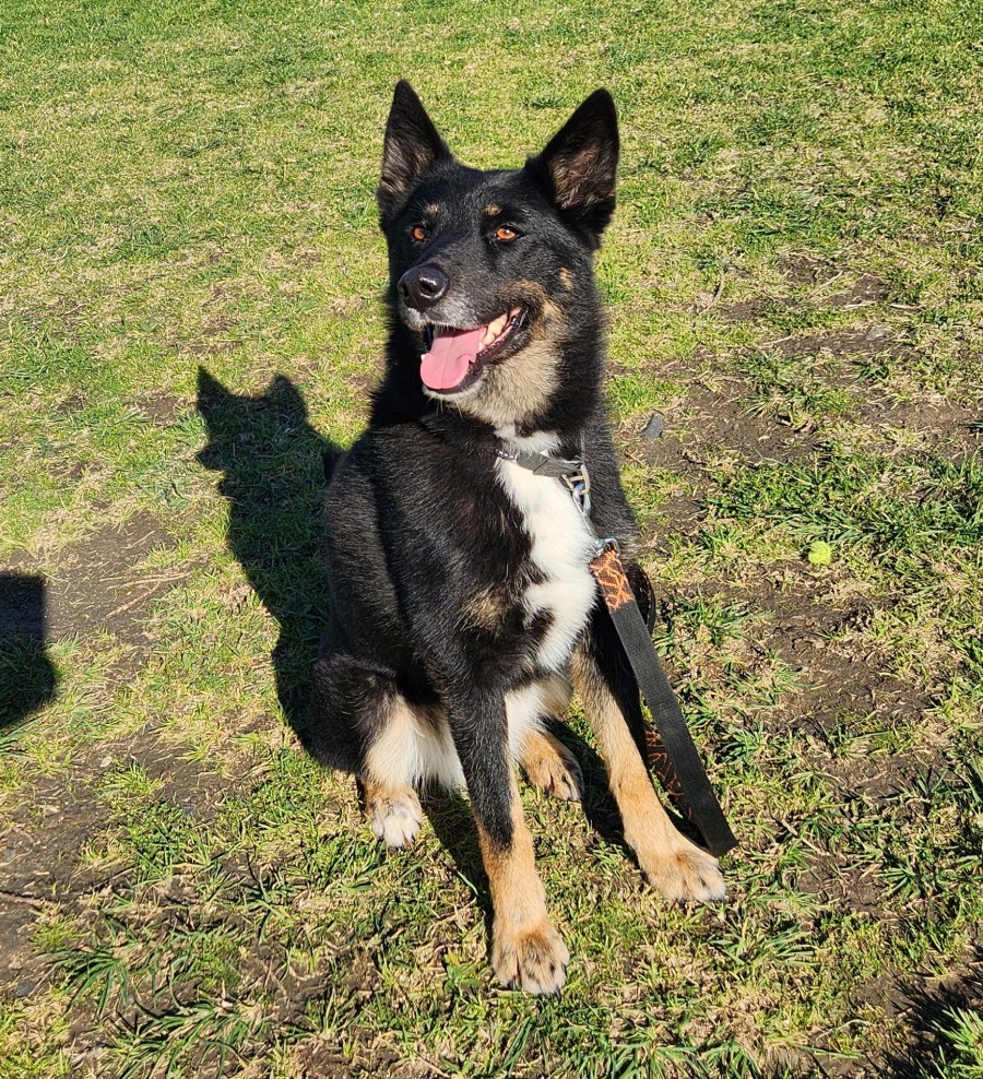 Nala (63963) - Medium Female Kelpie x Siberian Husky Mix Dog in VIC ...