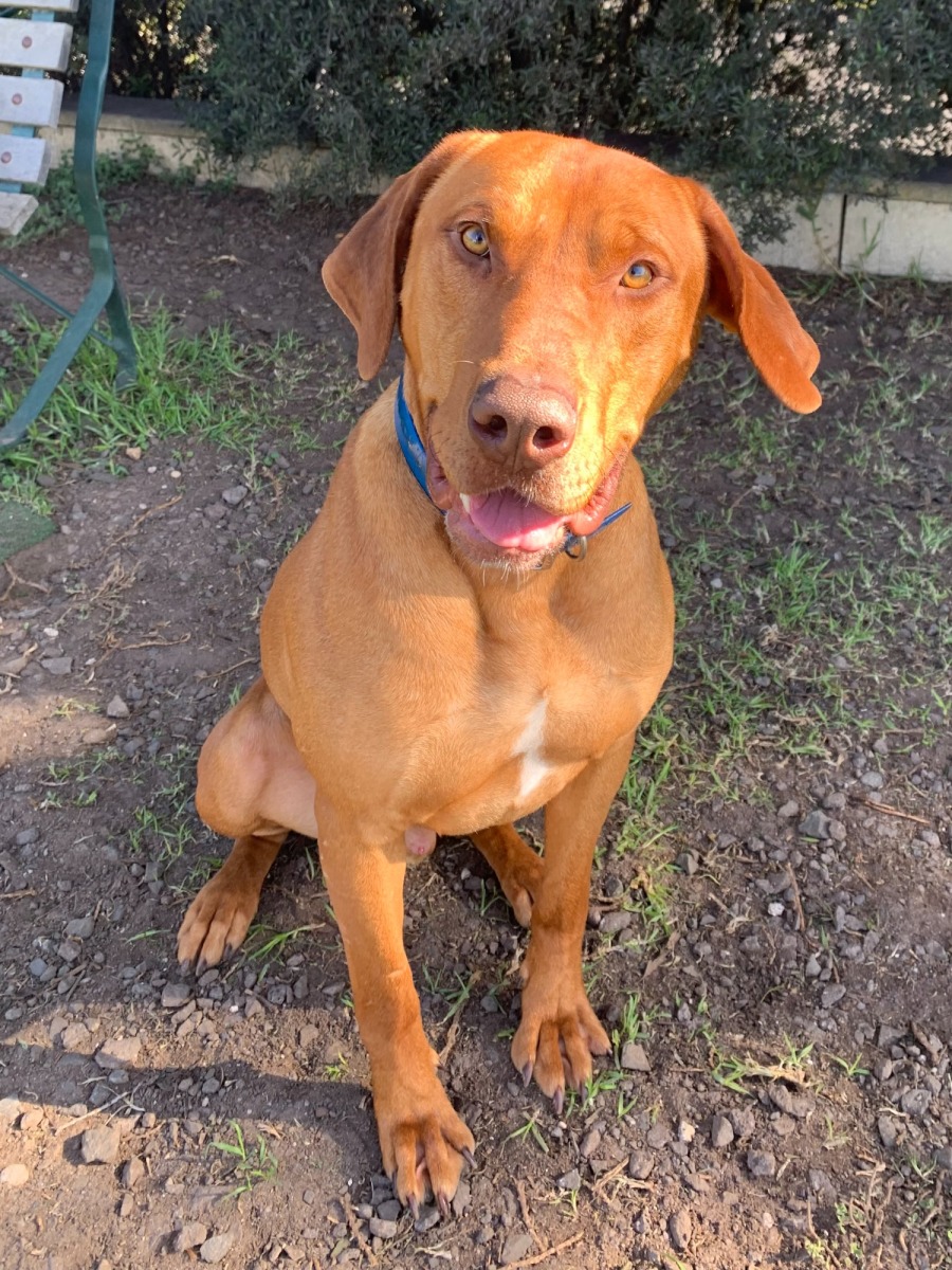 El Dorado (63851) - Large Male Rhodesian Ridgeback Mix Dog in VIC ...