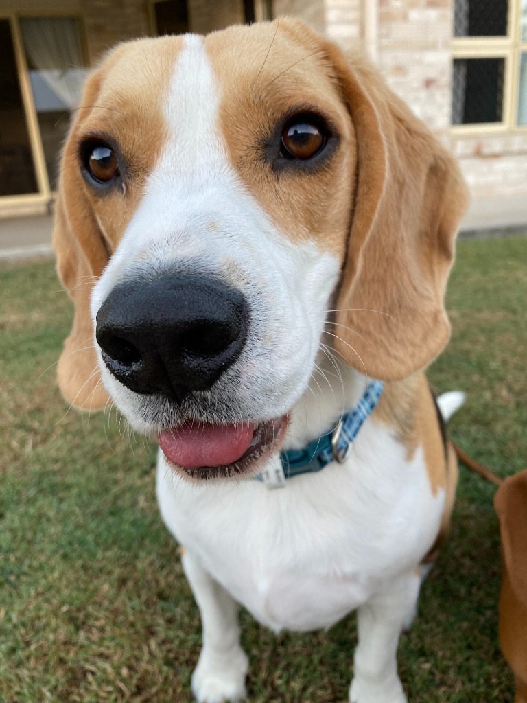 Bailey - Medium Male Beagle Dog in QLD - PetRescue