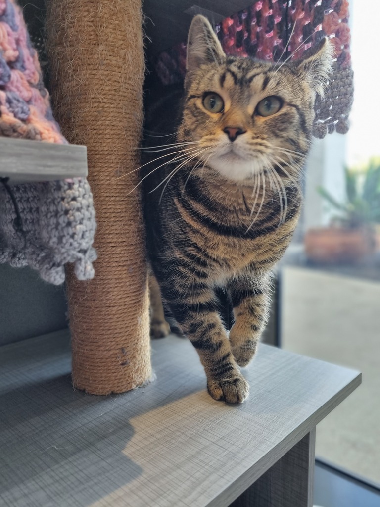 Hamish - Male Domestic Short Hair Mix Cat in QLD - PetRescue