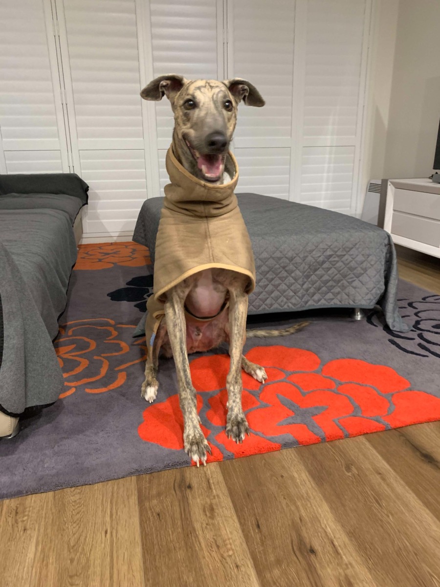 Peanut, the pretty greyhound - Large Male Greyhound Dog in ACT - PetRescue