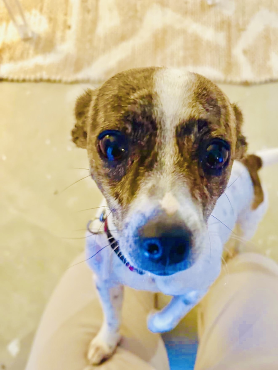 Meisha - Small Female Miniature Fox Terrier Mix Dog in QLD - PetRescue