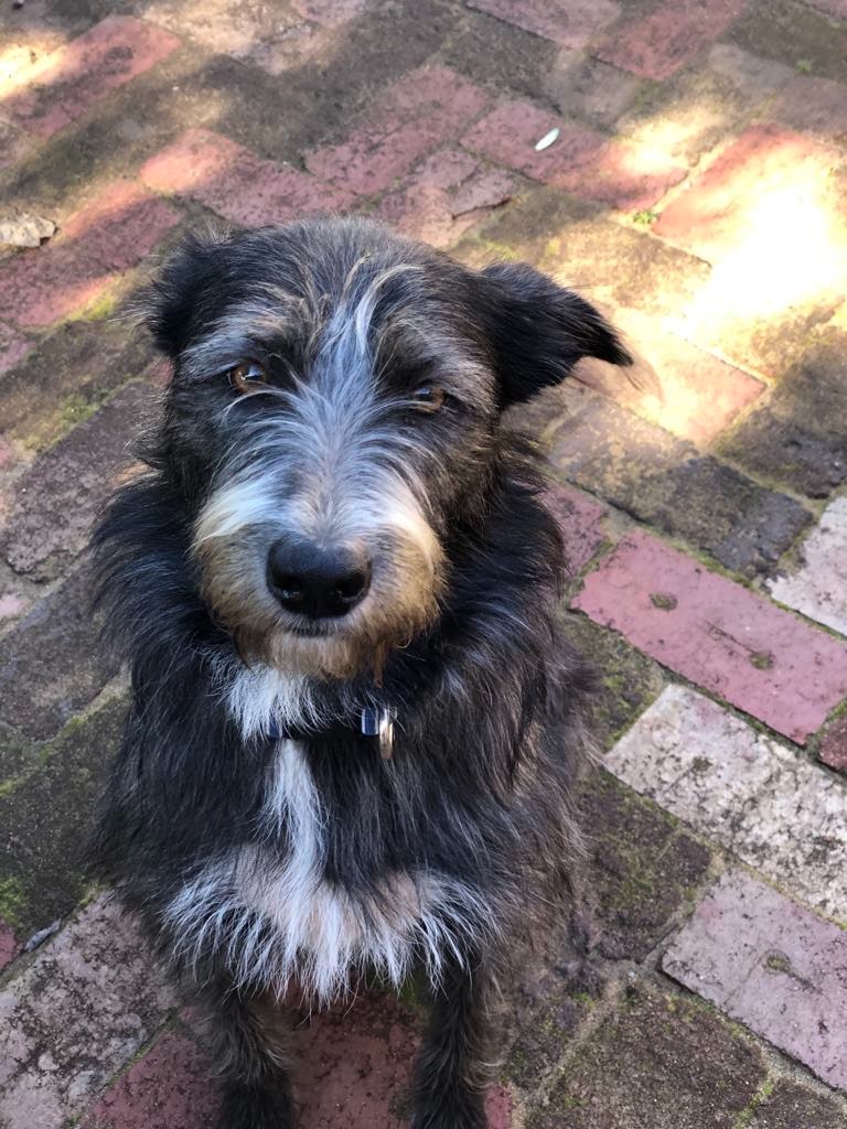 Winnie - Medium Female Mixed Breed Dog in WA - PetRescue