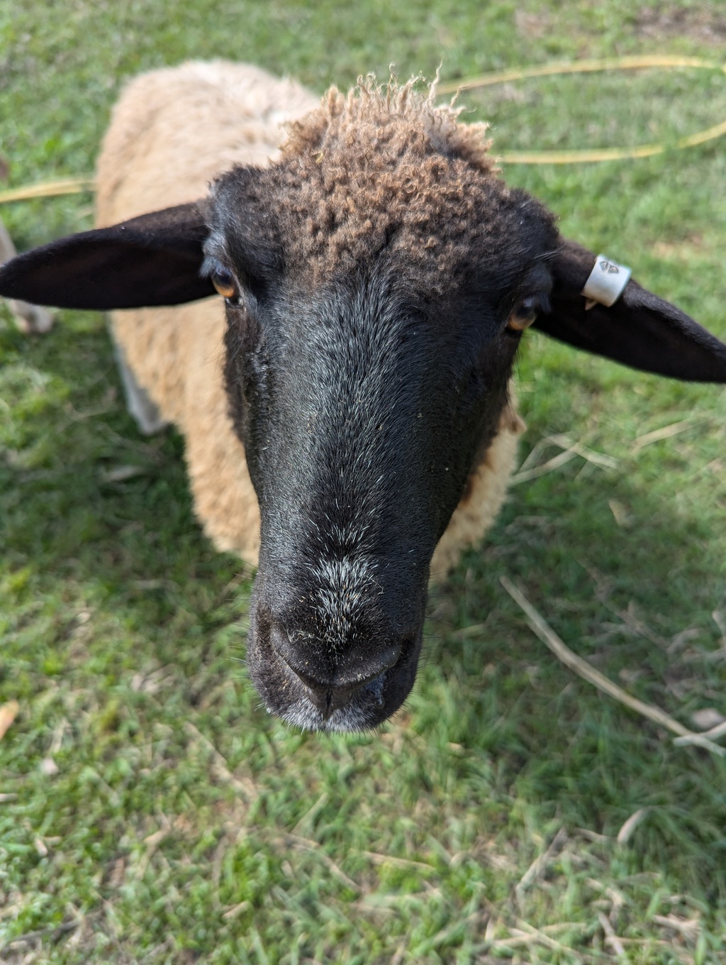 Gus - Male Suffolk Mix Sheep in QLD - PetRescue