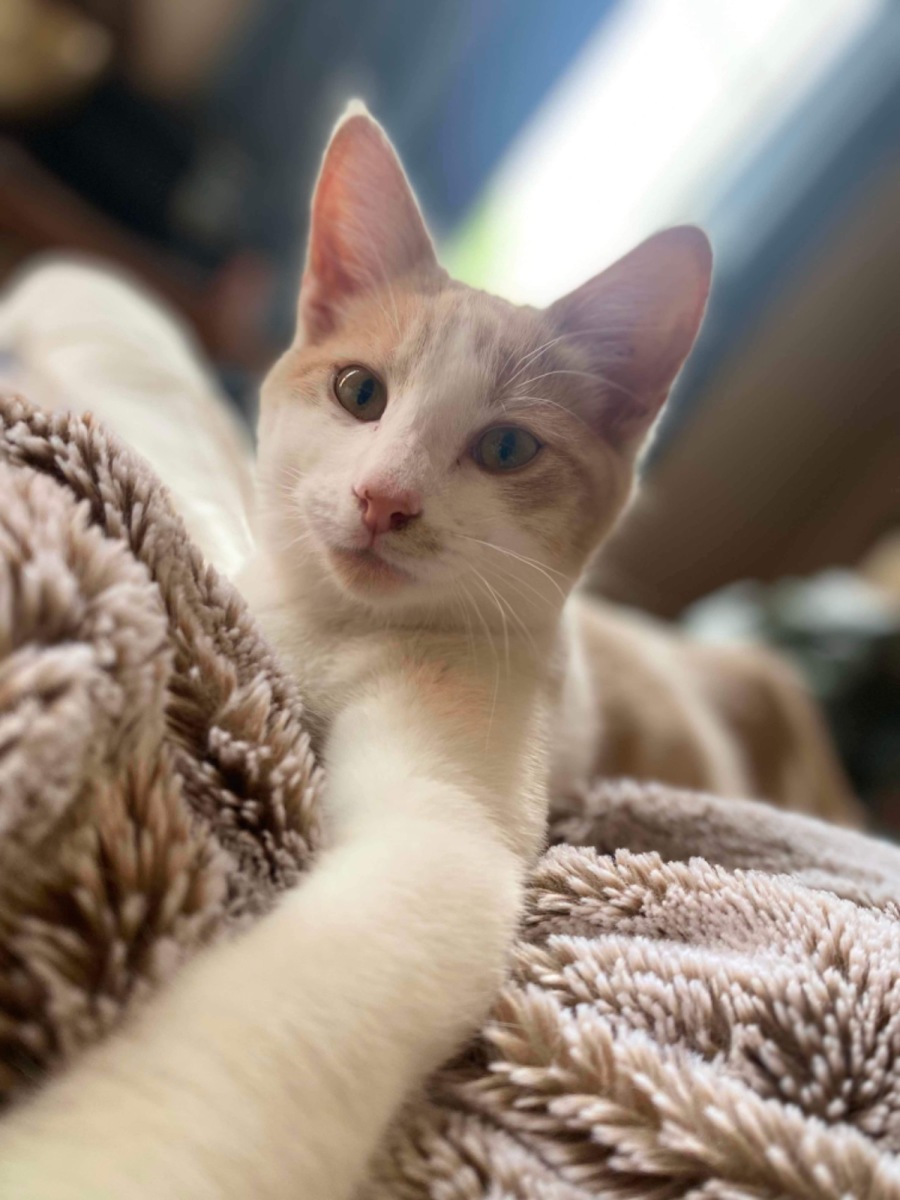 Jeeves - Male Domestic Short Hair Cat in VIC - PetRescue