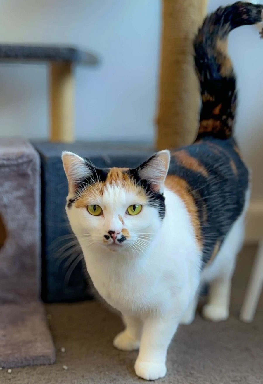 Edwina - Female Domestic Short Hair Cat in VIC - PetRescue