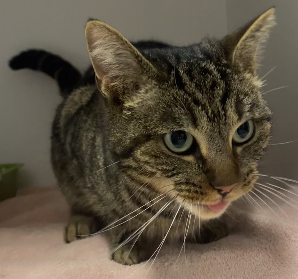 Abbie - Female Domestic Short Hair Mix Cat in VIC - PetRescue