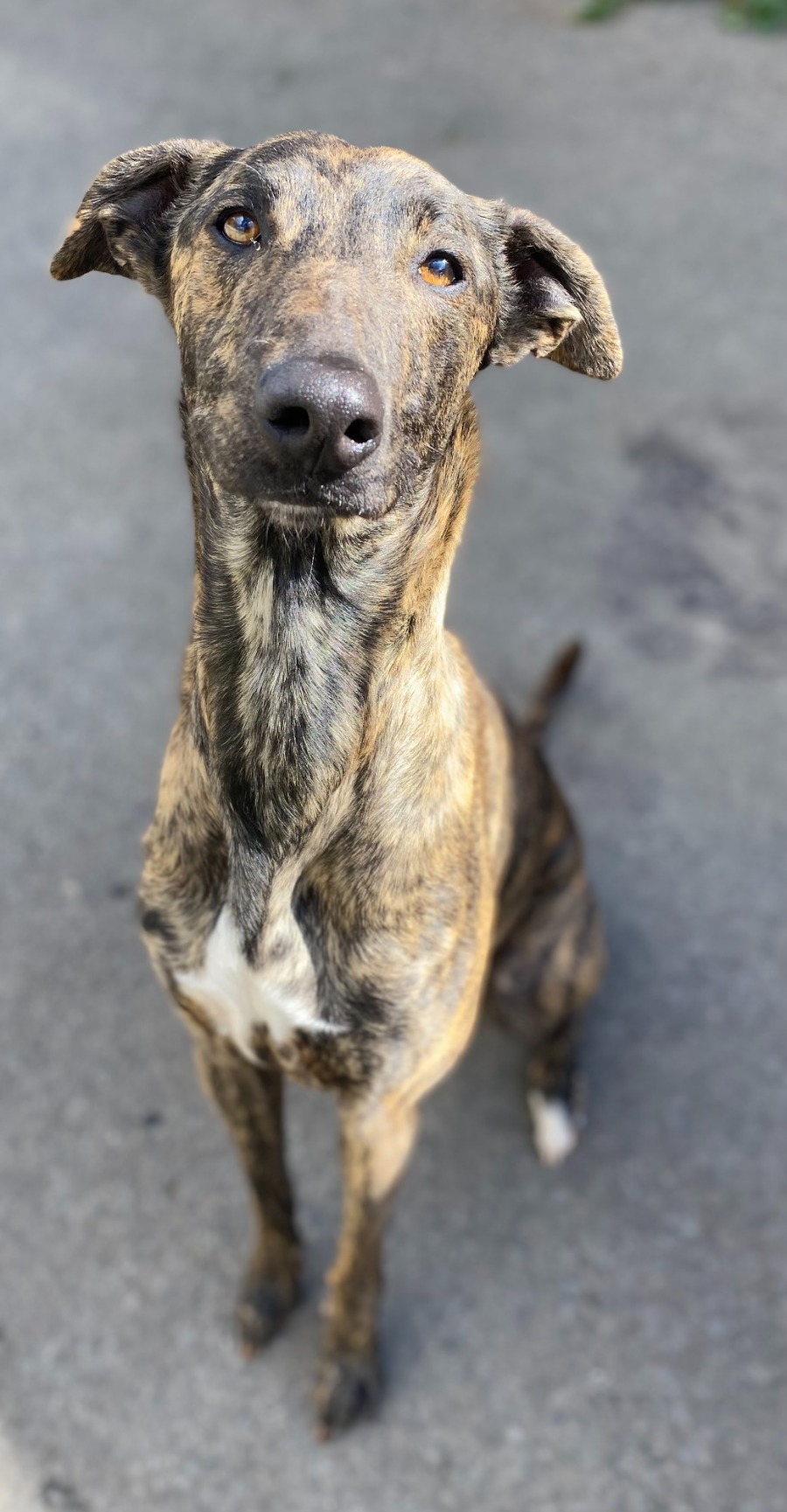 Dekota - Large Female Staghound Mix Dog in VIC - PetRescue