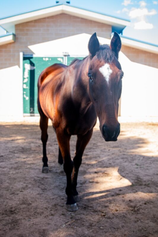 JD - Male Thoroughbred Horse in NSW - PetRescue