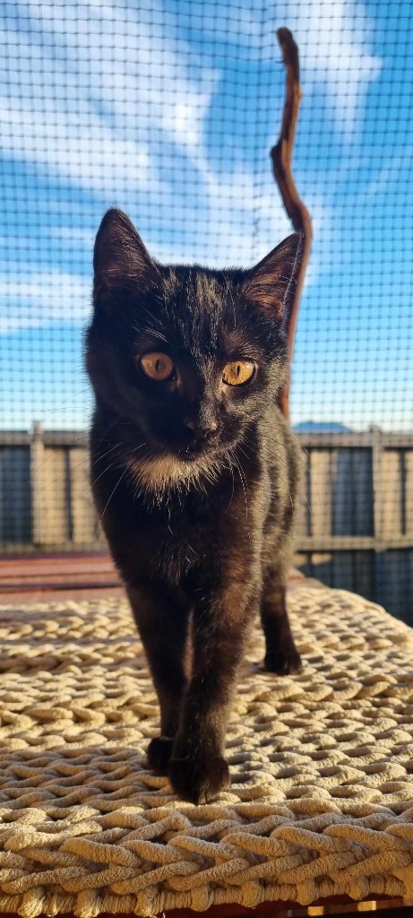 Styx - Male Domestic Short Hair Mix Cat in VIC - PetRescue