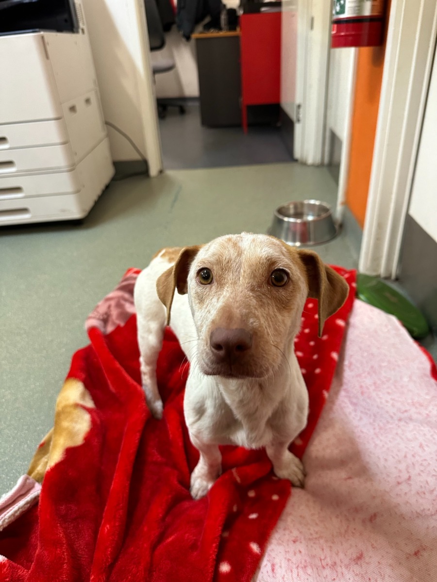 Ginger - Small Female Jack Russell Terrier Mix Dog in VIC - PetRescue