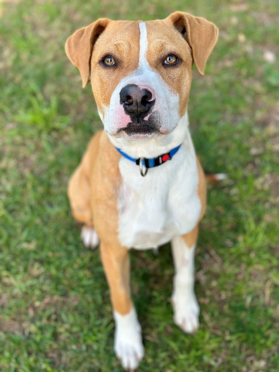 Cheeto - Medium Male Amstaff Mix Dog in NSW - PetRescue