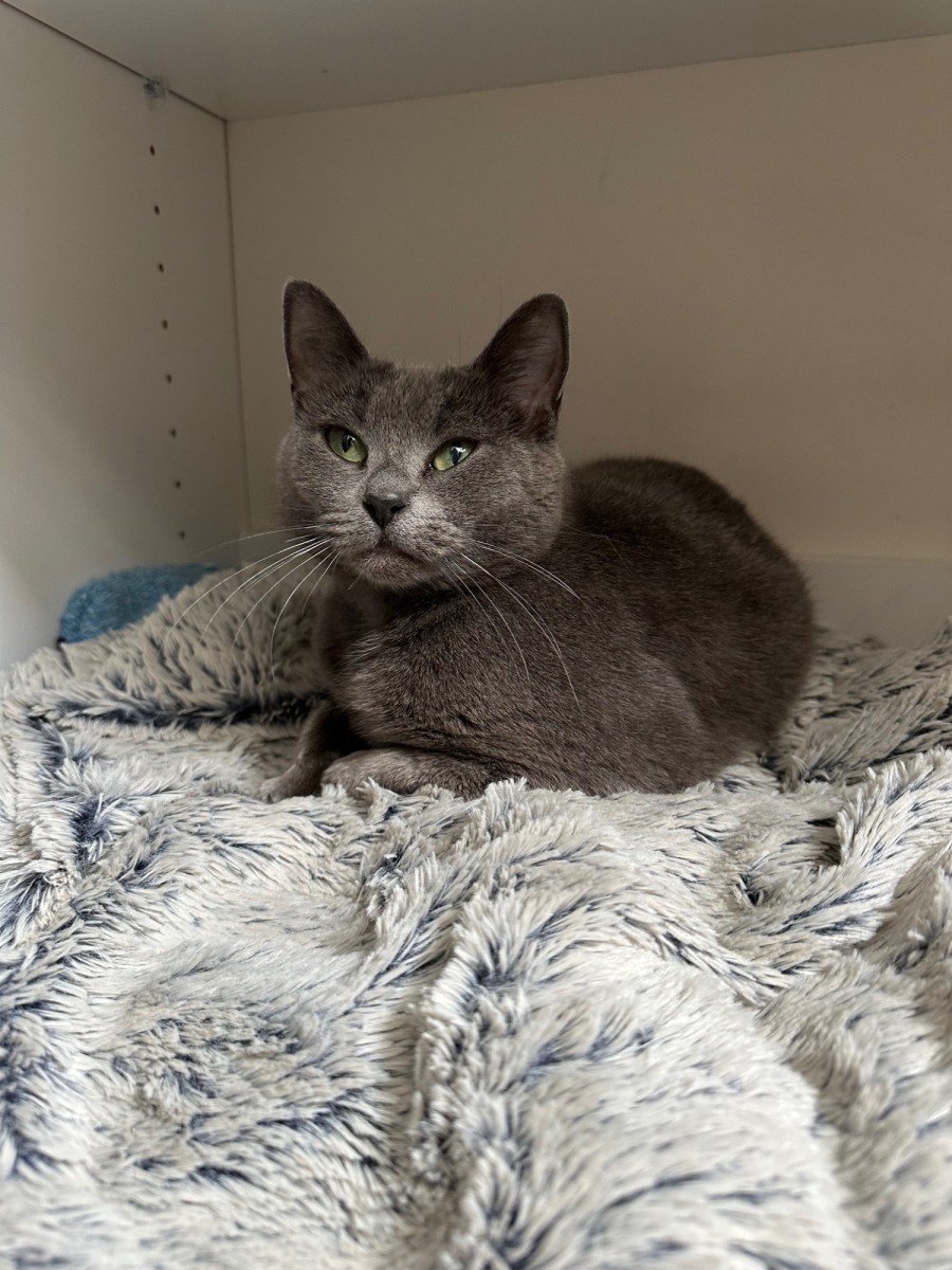 Bluey - Female Russian Blue Cat in NSW - PetRescue