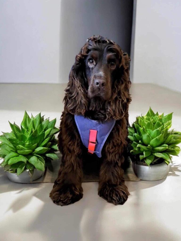 Chelsea - Large Female Mixed Breed Dog in QLD - PetRescue