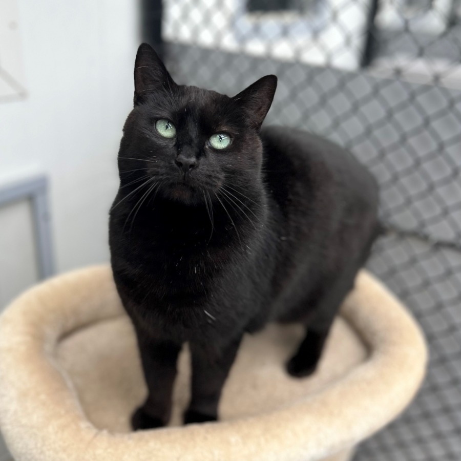 Blue Cross Animals Society - PetRescue