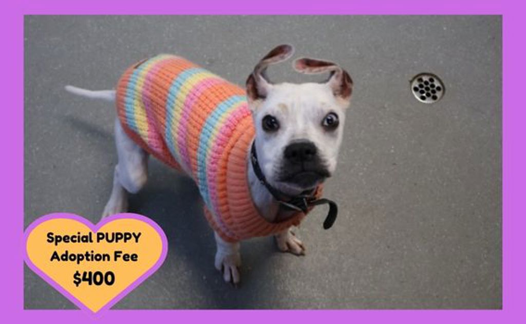 Whoopi - Medium Female Boxer x Bulldog Mix Dog in VIC - PetRescue