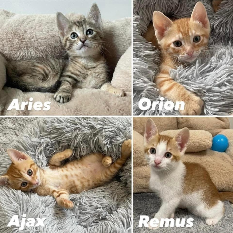10973/4/5/6 - Remus, Orion, Aries & Ajax - Male Domestic Short Hair Cat ...