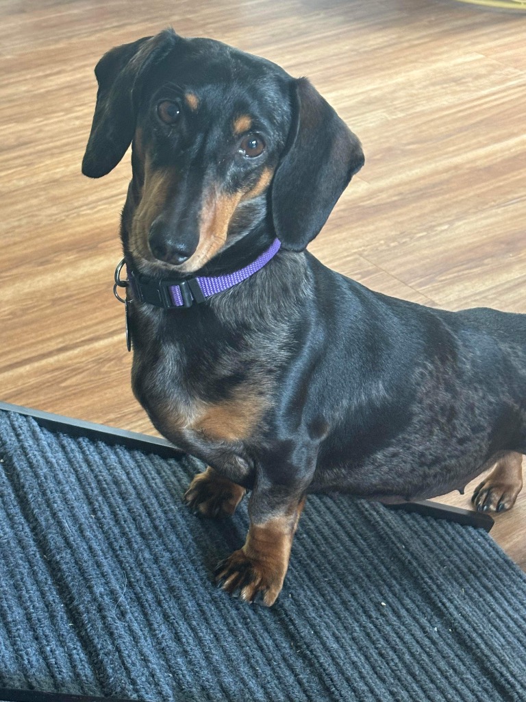 Flo - Small Female Dachshund Dog in QLD - PetRescue