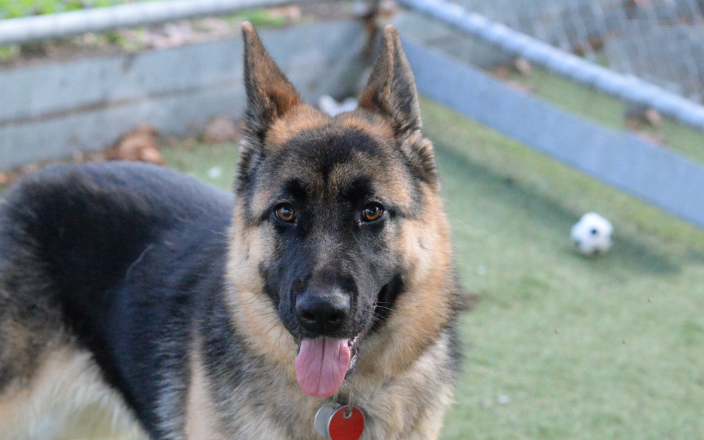 Kandy - Large Female German Shepherd Mix Dog in VIC - PetRescue