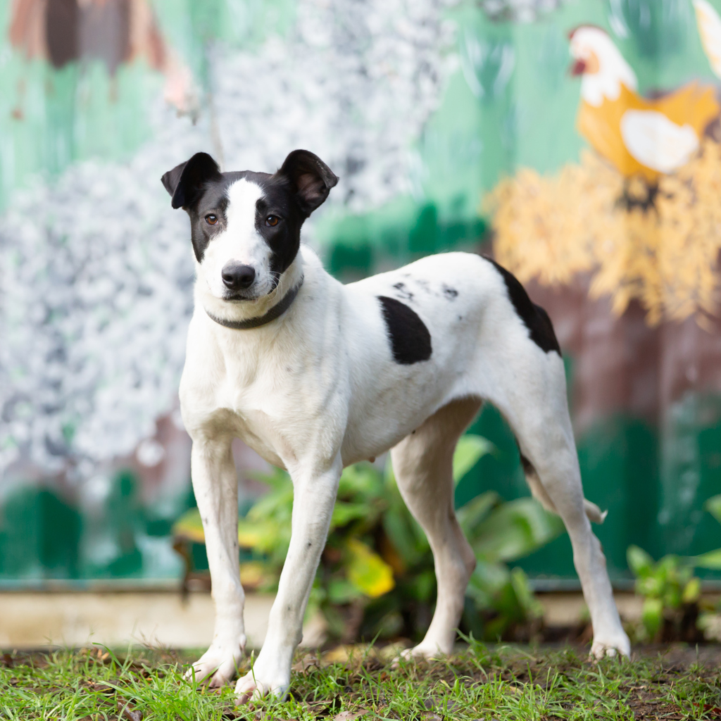 Bramble - Large Female Bull Arab x Greyhound Mix Dog in QLD - PetRescue