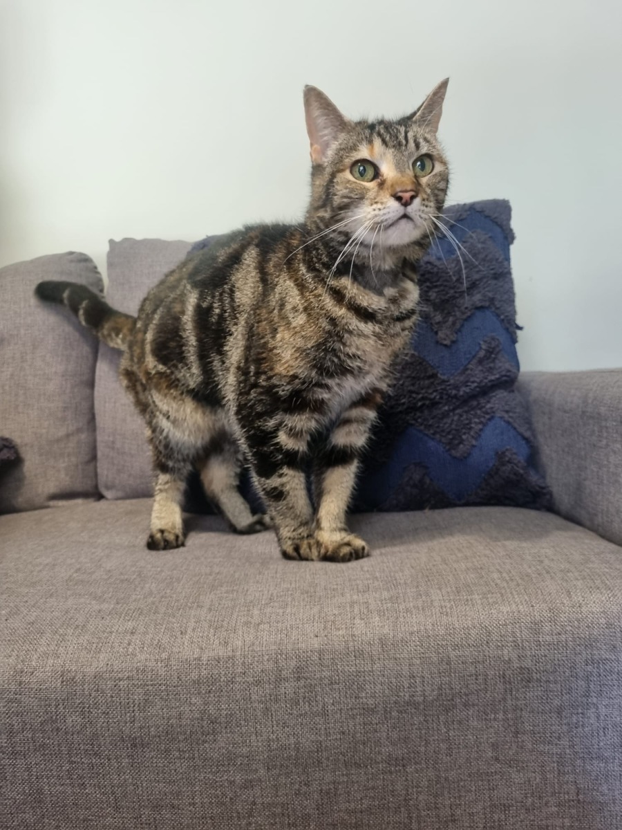 Crumble - Female Domestic Short Hair Mix Cat in VIC - PetRescue