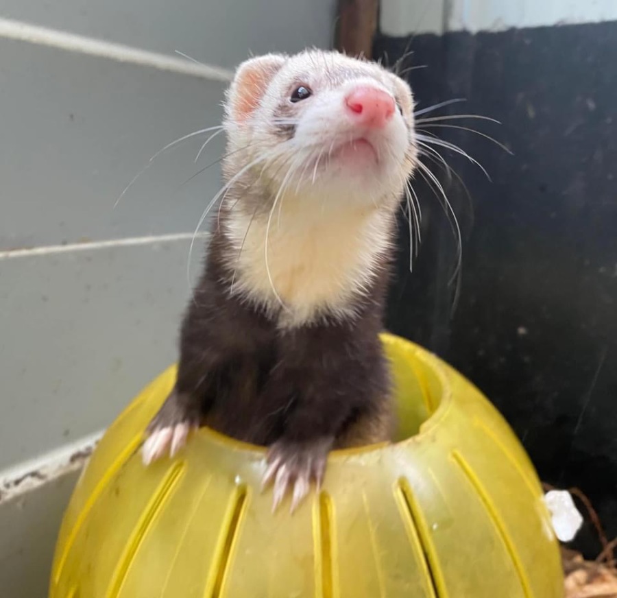 Betty - Female Ferret in VIC - PetRescue