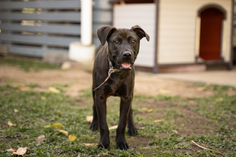 Pickle - Medium Male Labrador Mix Dog in QLD - PetRescue