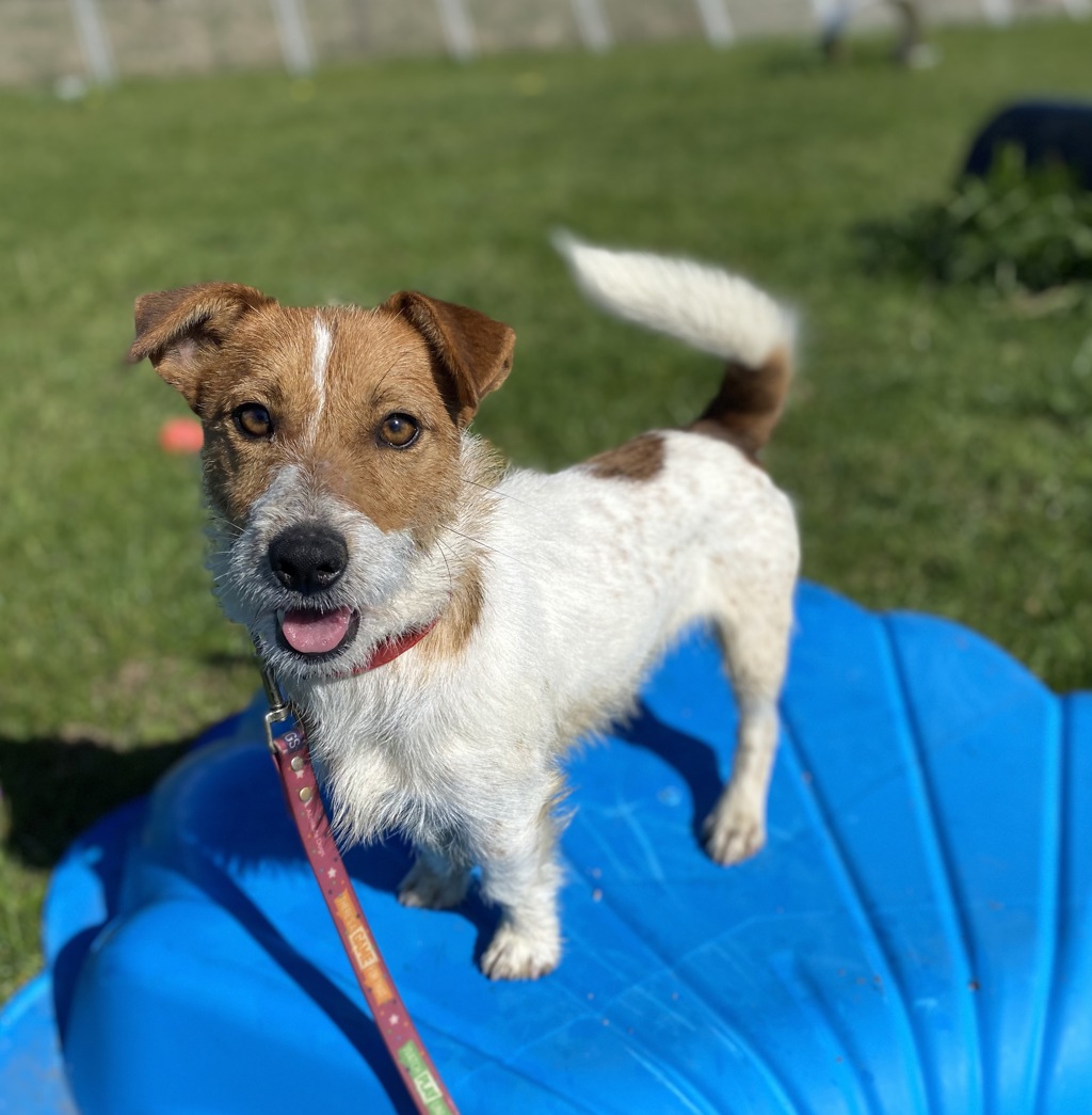 Billy - Small Male Wirehaired Jack Russell Mix Dog in VIC - PetRescue