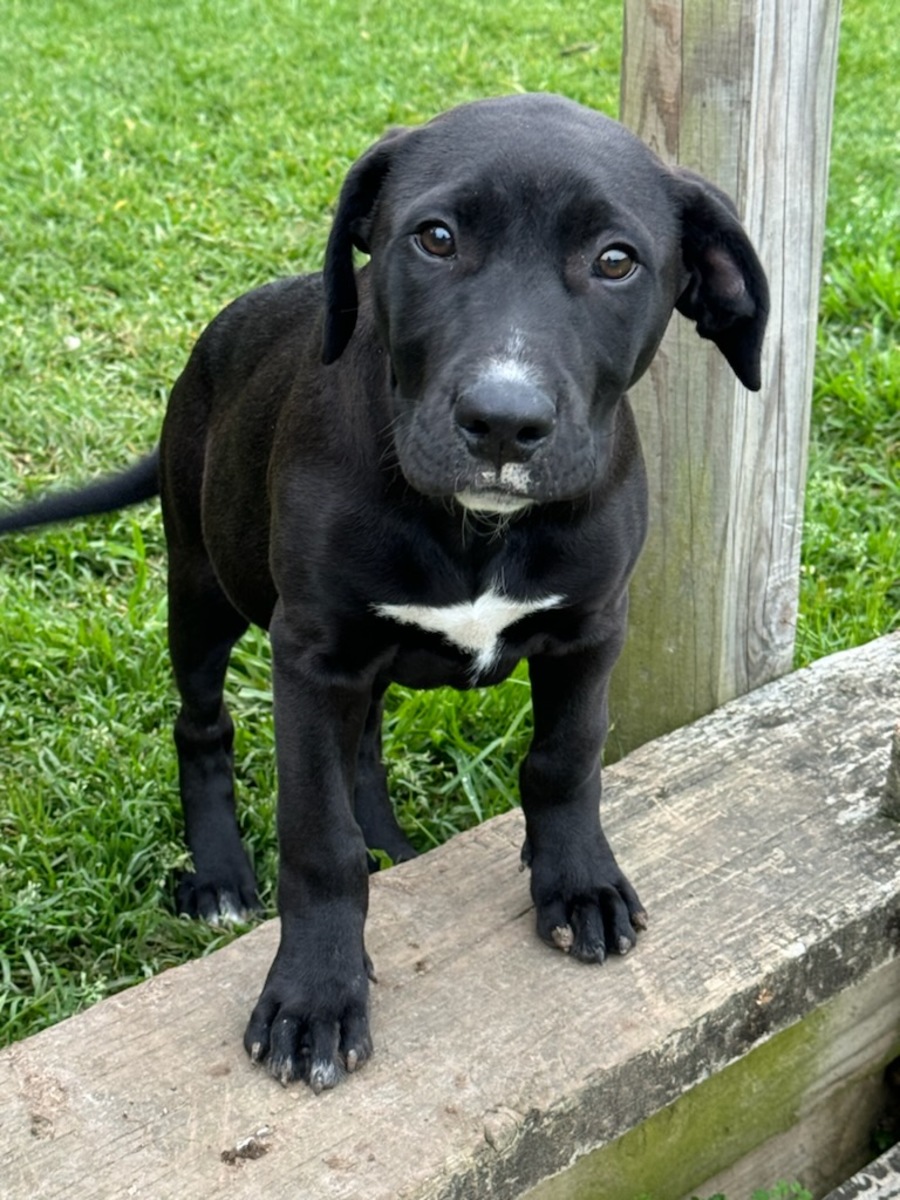 Boomba - Medium Male Staffy x Kelpie Mix Dog in NSW - PetRescue