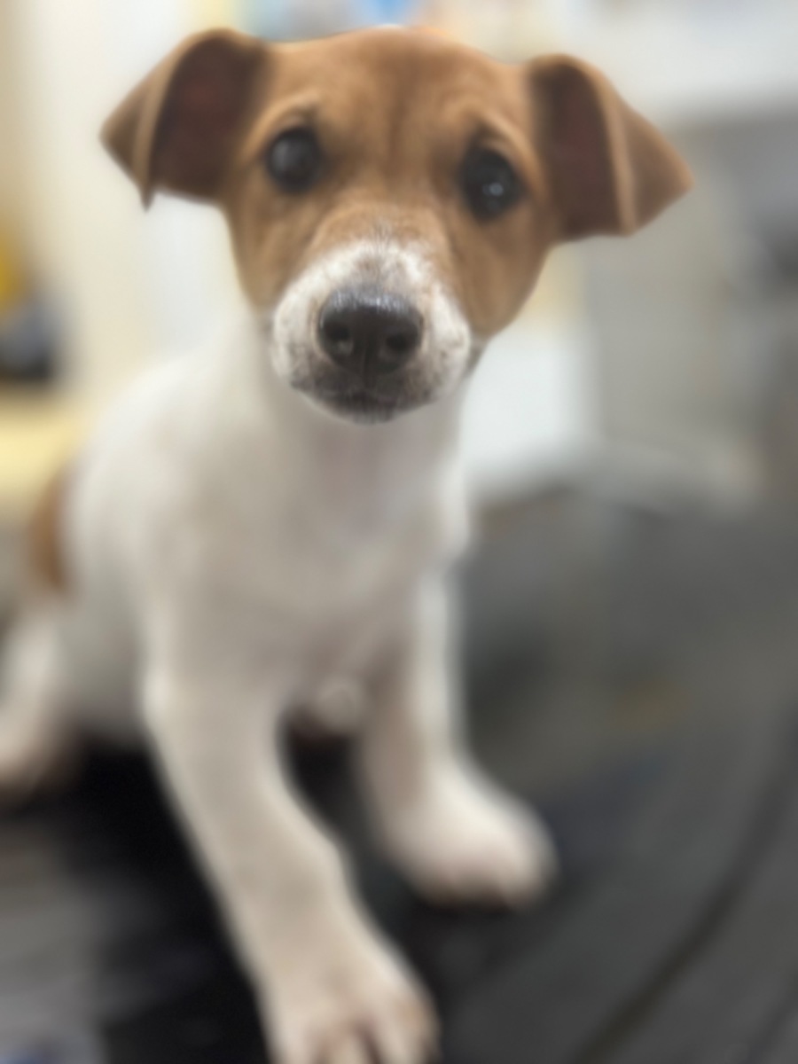 Bina - Small Female Jack Russell Terrier Dog in VIC - PetRescue