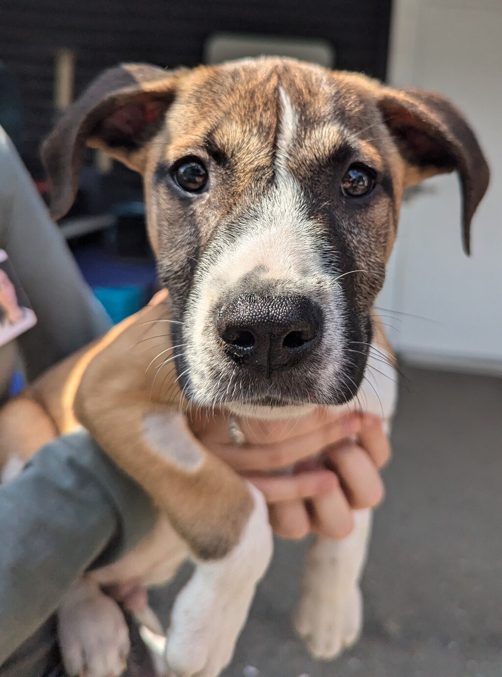 Benson - Medium Male American Staffordshire Bull Terrier Mix Dog in QLD ...