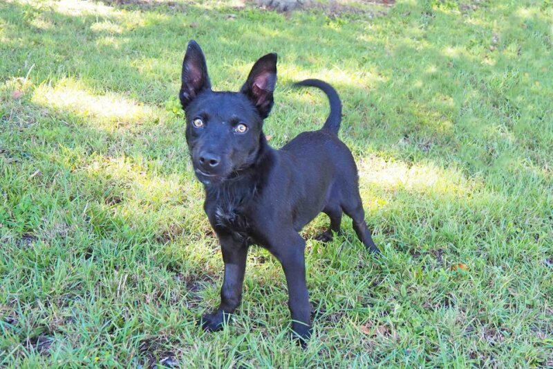 Oreo - Large Male German Koolie Dog in NSW - PetRescue